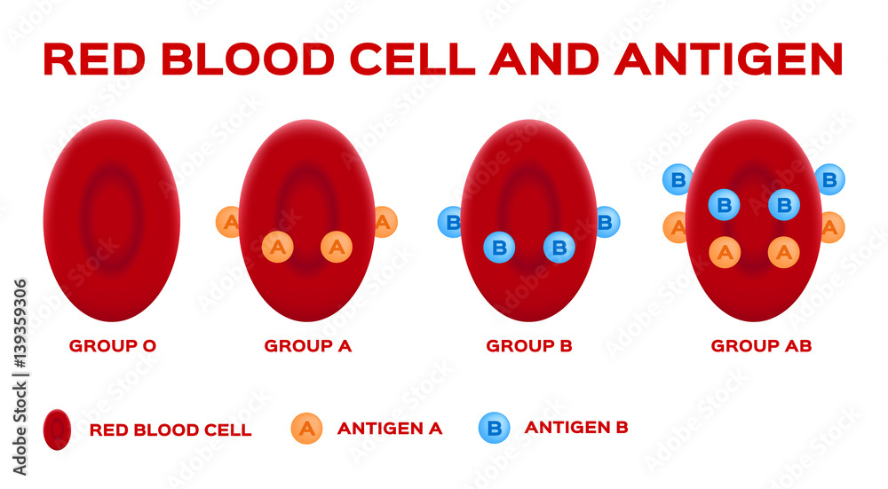 red blood cell and antigen vector Stock Vector | Adobe Stock