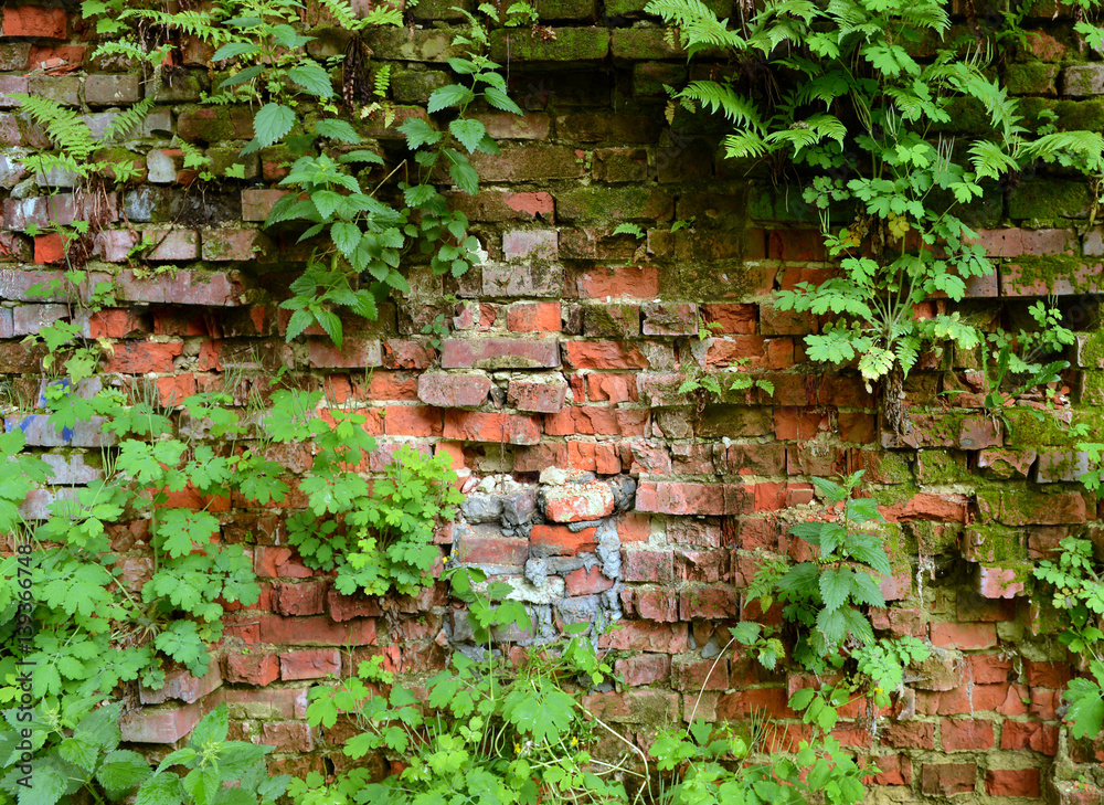 Wall overgrown, ancient brick wall, background, texture, old ...