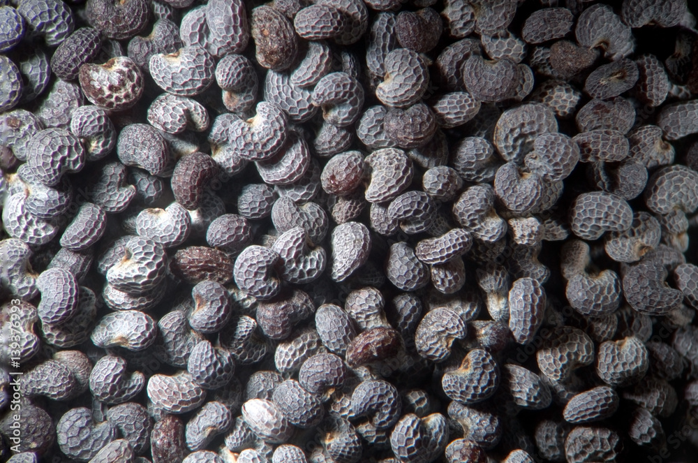 Microscopic dry seeds opium poppy Papaver somniferum. Narcotic, drug ...