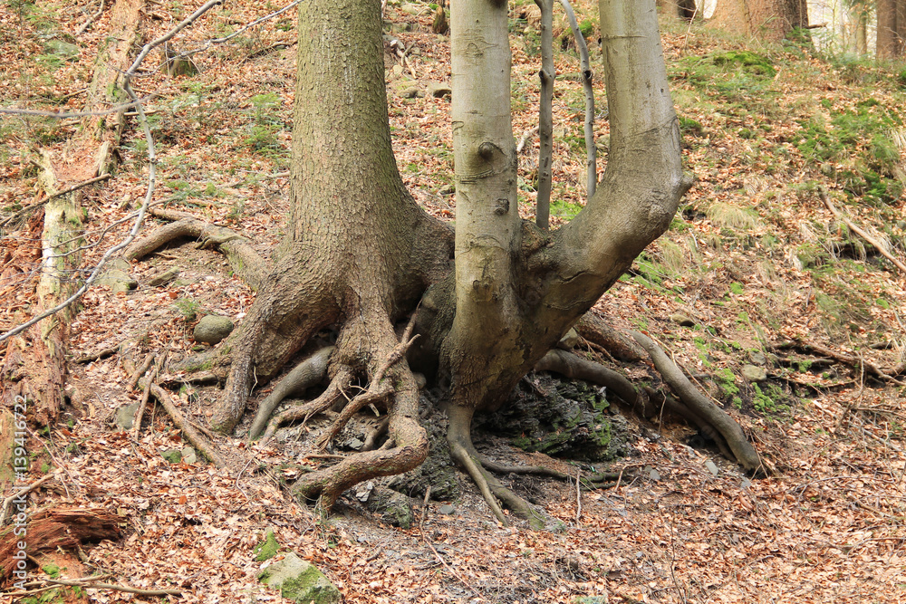weird tree with triple trunk and revealed crooked roots Stock Photo ...