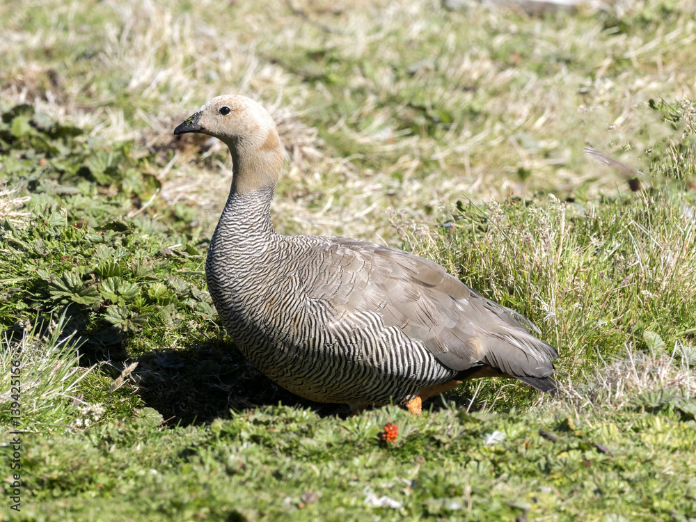 Ruddy-headed goose, Chloephaga rubidiceps is relatively rare, Carcass ...