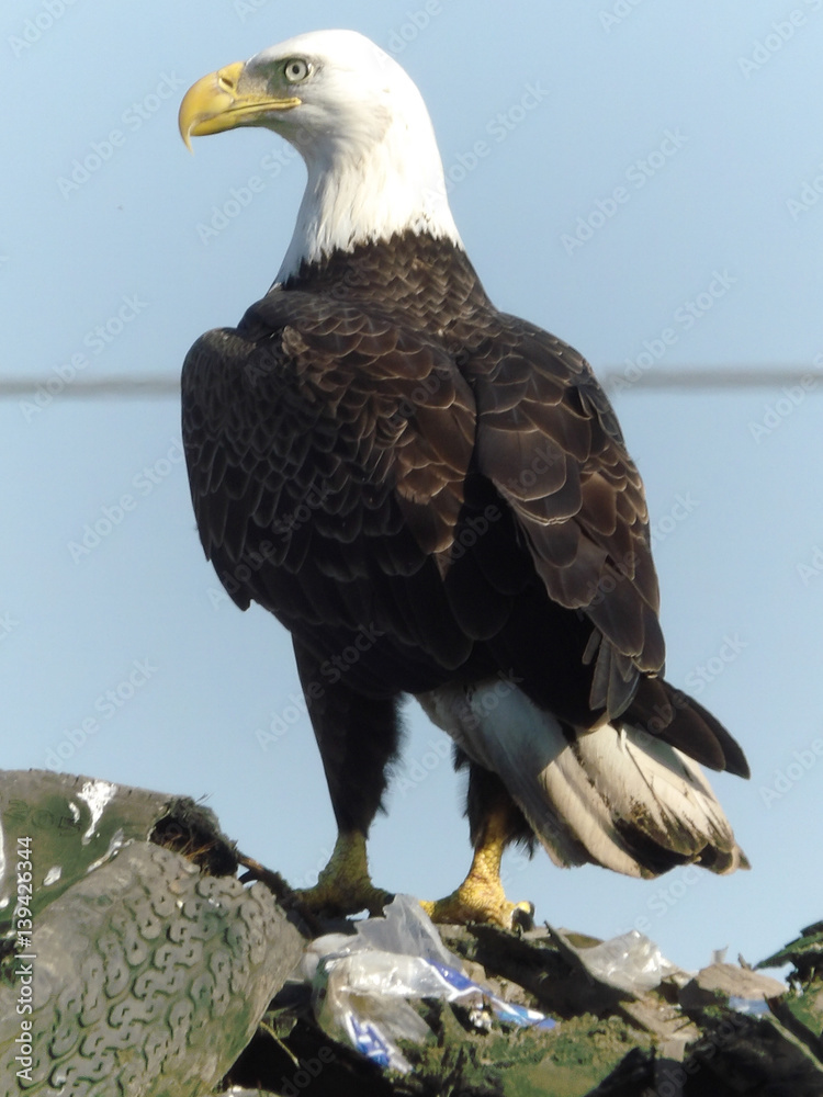 Left Facing American Bald Eagle Stock Photo | Adobe Stock