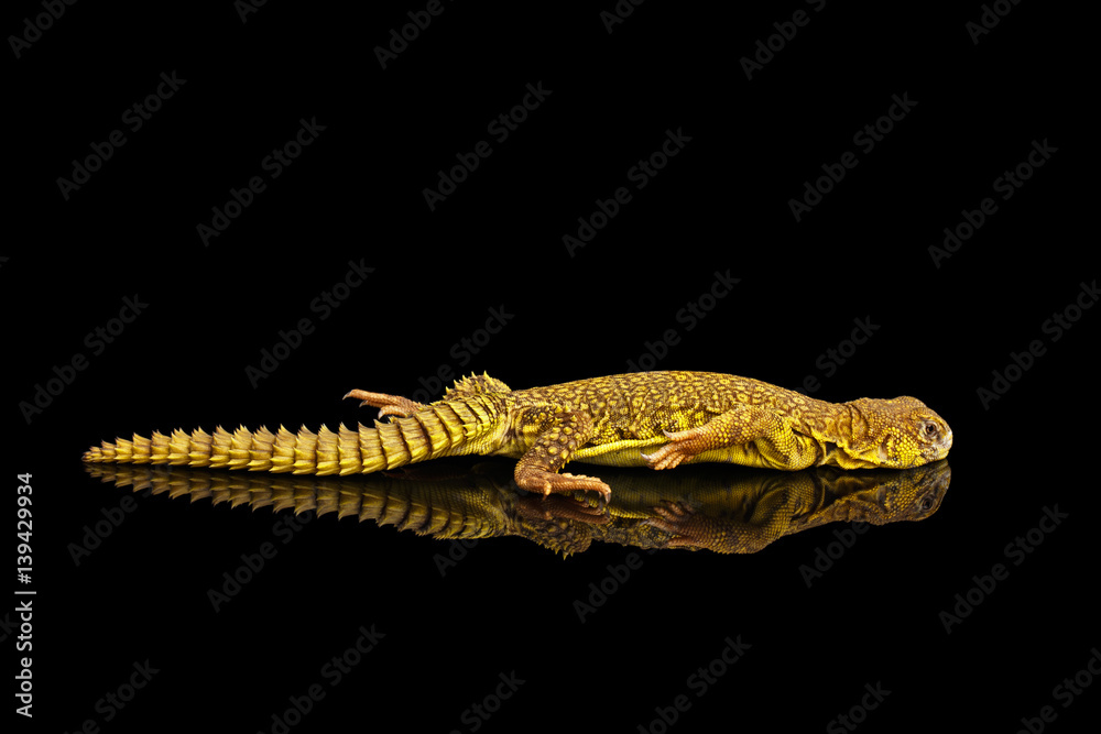Yellow Uromastyx Lizard on Isolated black reflective background Stock ...