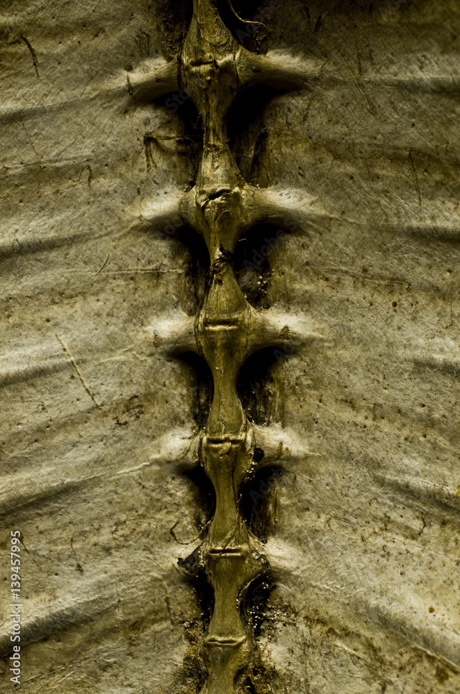 Backbone Inside Turtle Shell Stock Photo | Adobe Stock