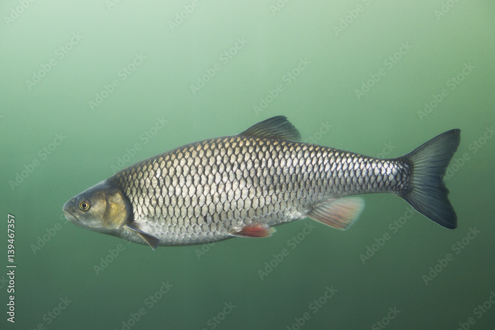 Freshwater fish Chub (Leuciscus cephalus) in the beautiful clean river ...