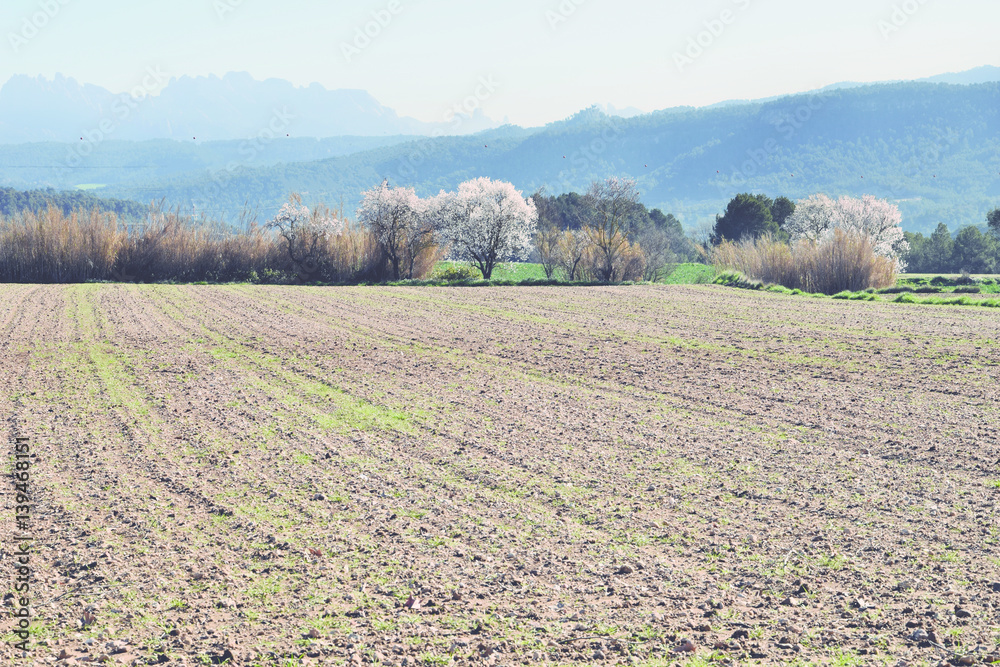 Campo sembrado. Largos surcos en la tierra ya sembrada a la espera de ...