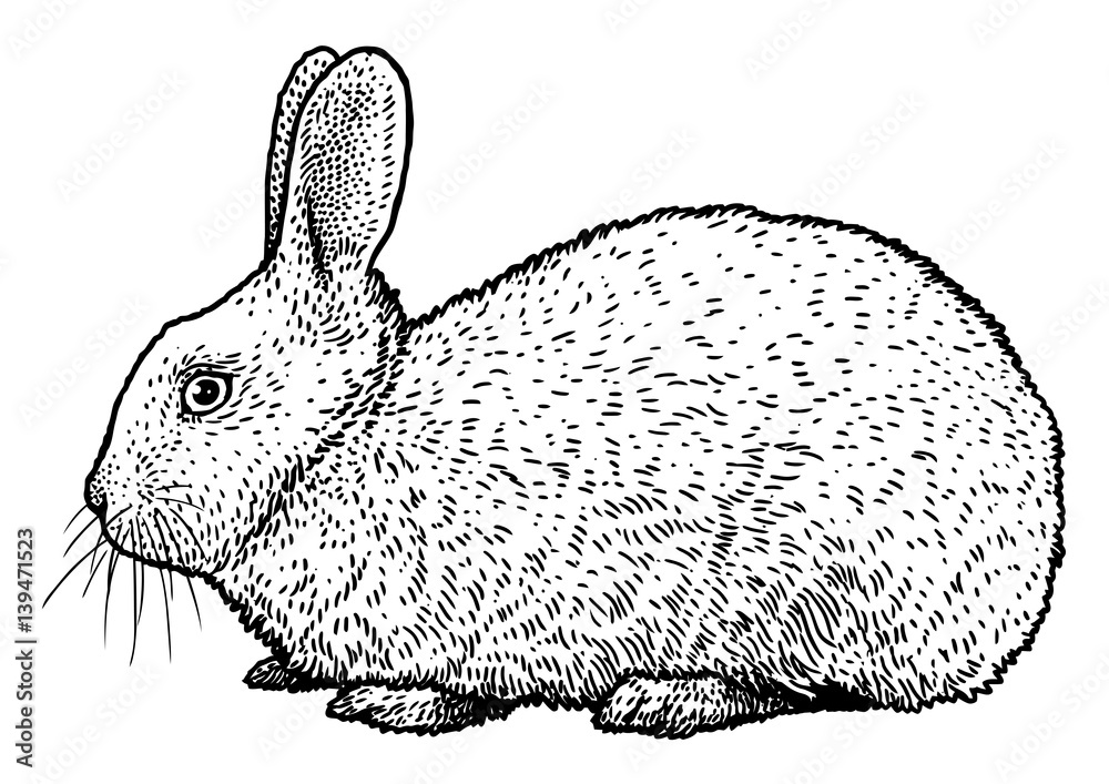Rabbit illustration, drawing, engraving, ink, line art, vector Stock ...