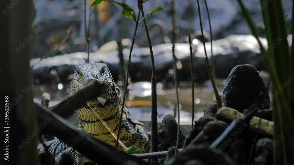 Wild animal lizard choked with plastic debris suffering and struggle to ...