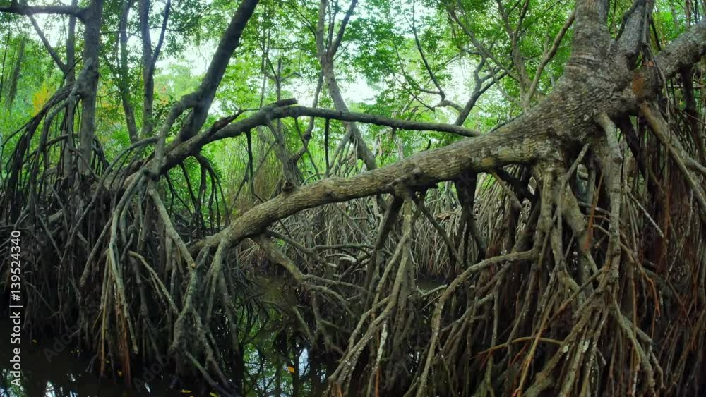 Exotic mangrove trees flooded in water of salted swamp system. Huge ...
