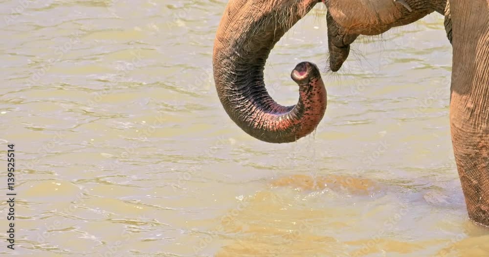 Video Stock Elephant drinking. First clears the water, sucks it with ...