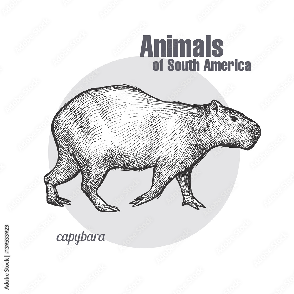 Capybara hand drawing. Animals of South America series. Vintage ...