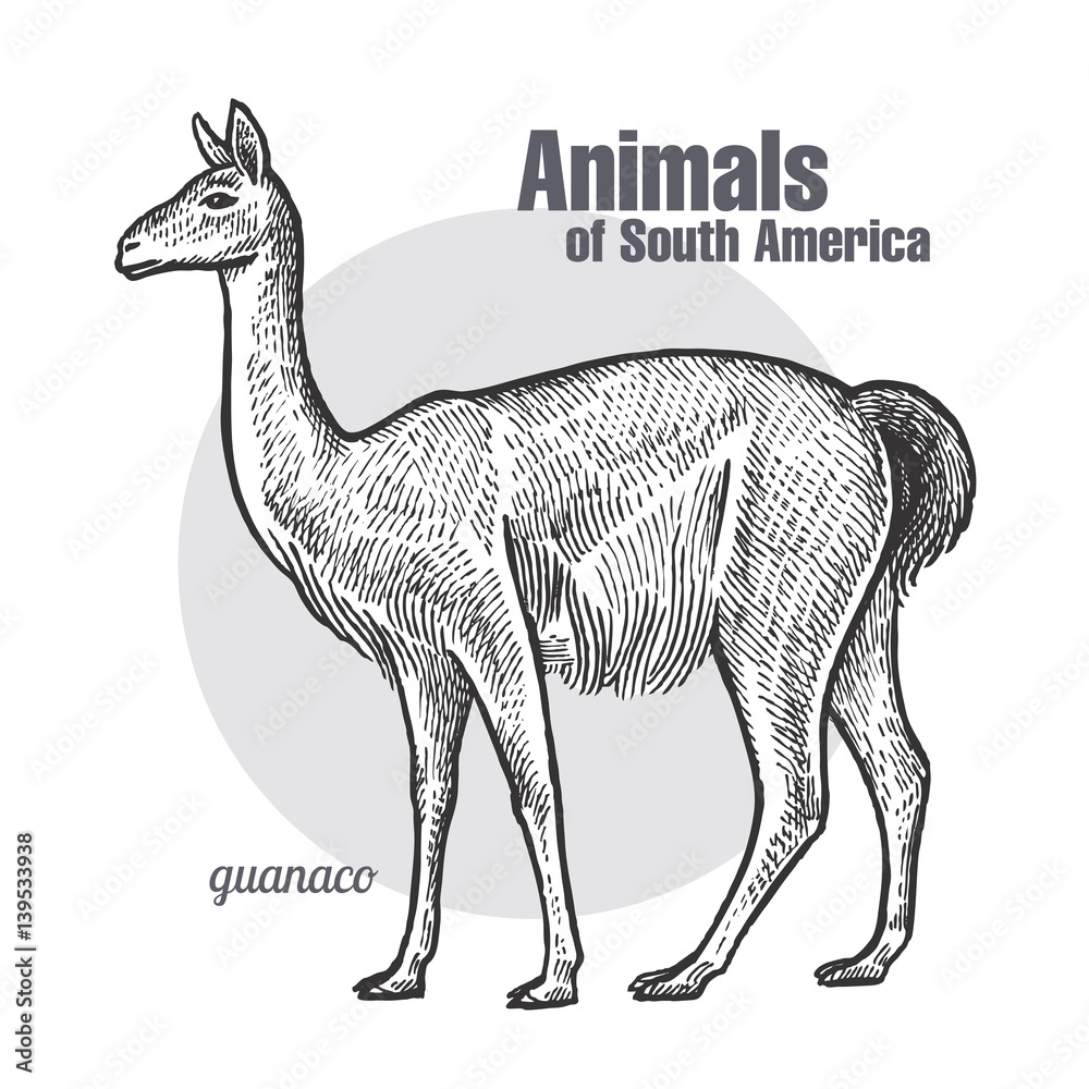 Guanaco hand drawing. Animals of South America series. Vintage ...