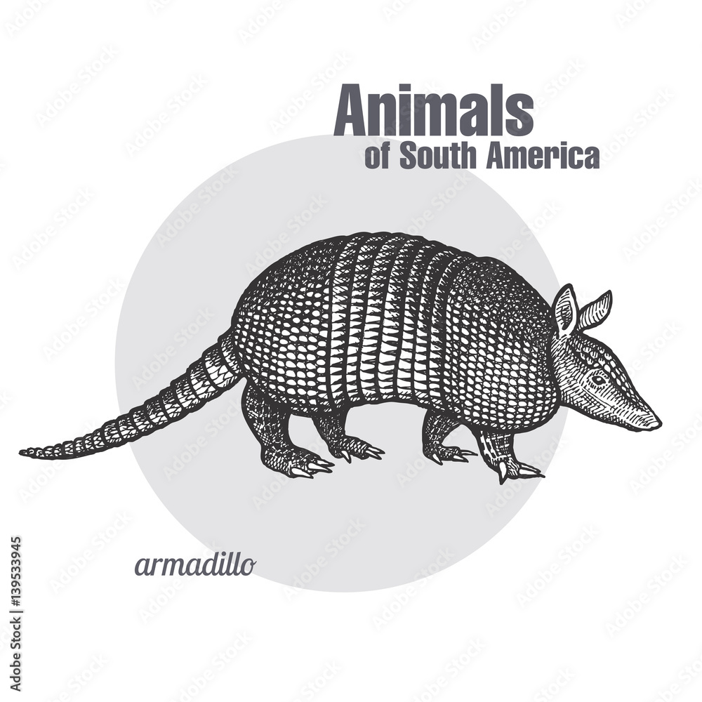 Armadillo hand drawing. Animals of South America series. Vintage ...