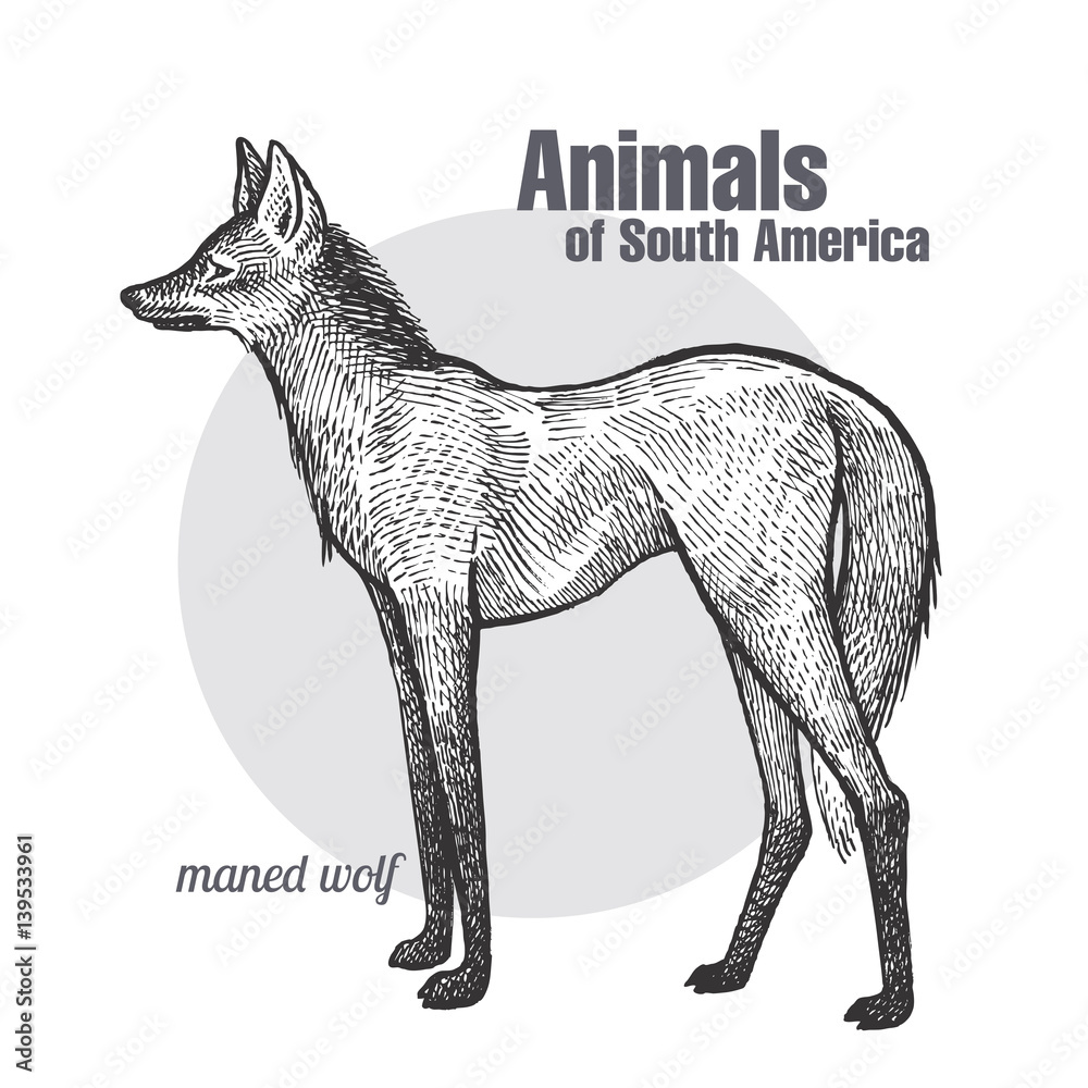 Maned Wolf hand drawing. Animals of South America series. Vintage ...