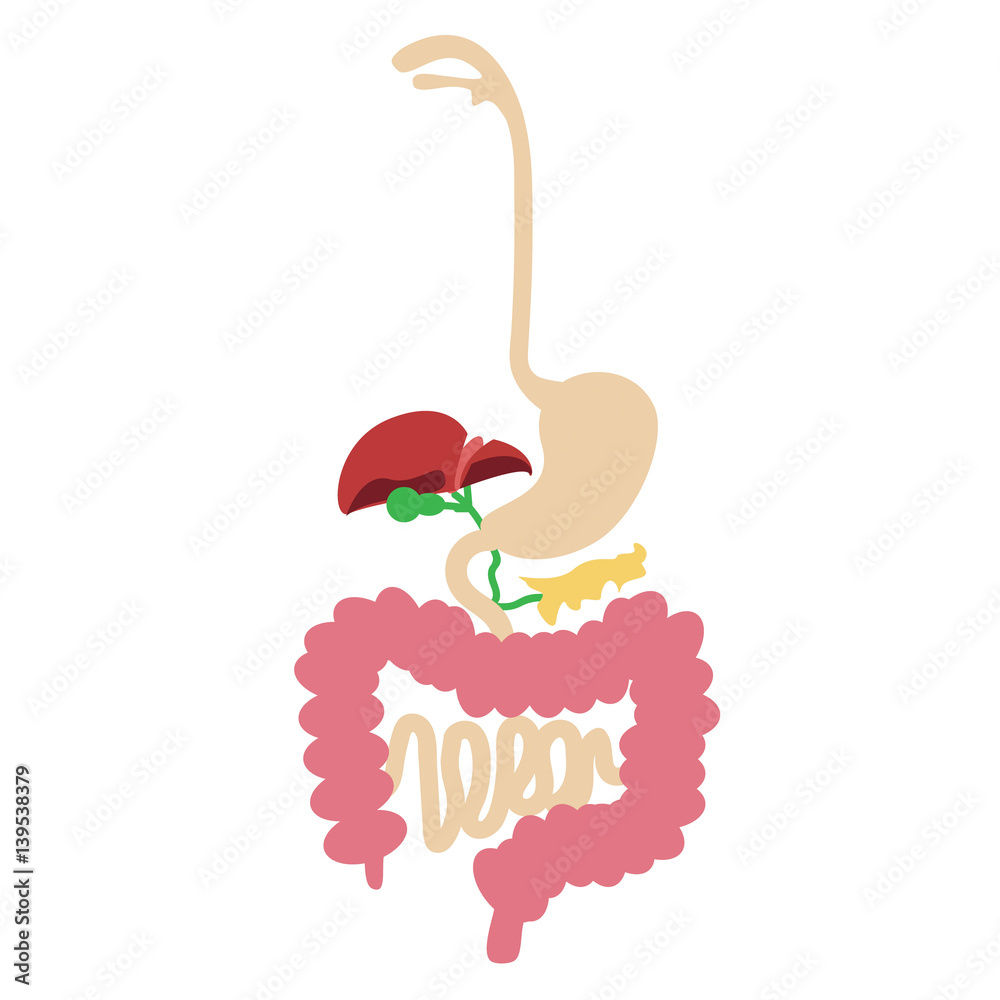 human digestive system vector Stock Vector | Adobe Stock