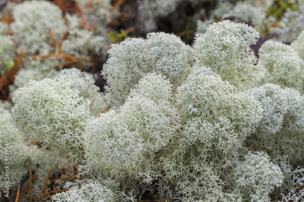 Arctic Tundra Caribou Moss