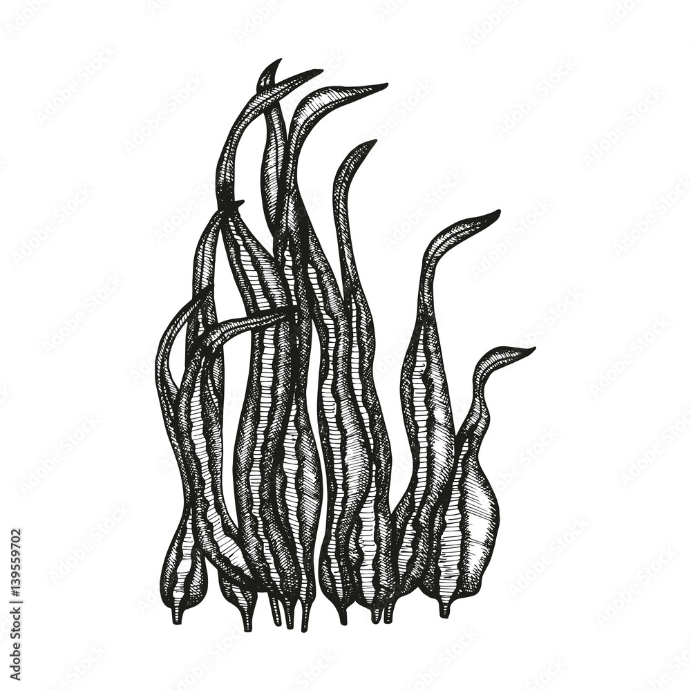 seaweed sketch vector Stock Vector | Adobe Stock