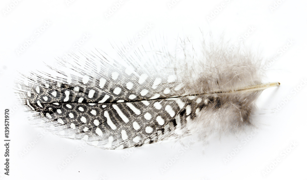 Speckled bird feather isolated Stock Photo | Adobe Stock