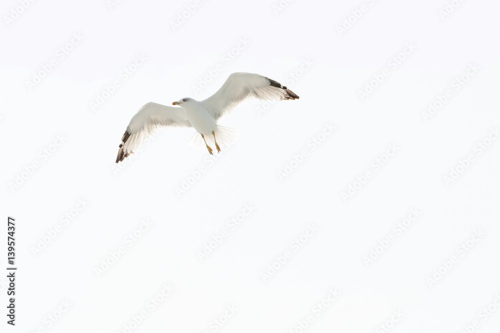 Big white gull wings spread flying in the sky, white background, space ...