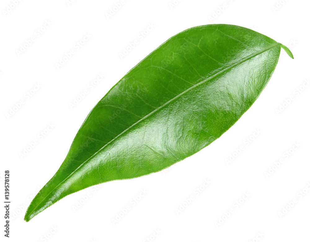 Citrus leaf isolated on white background. Full depth of field. Stock ...
