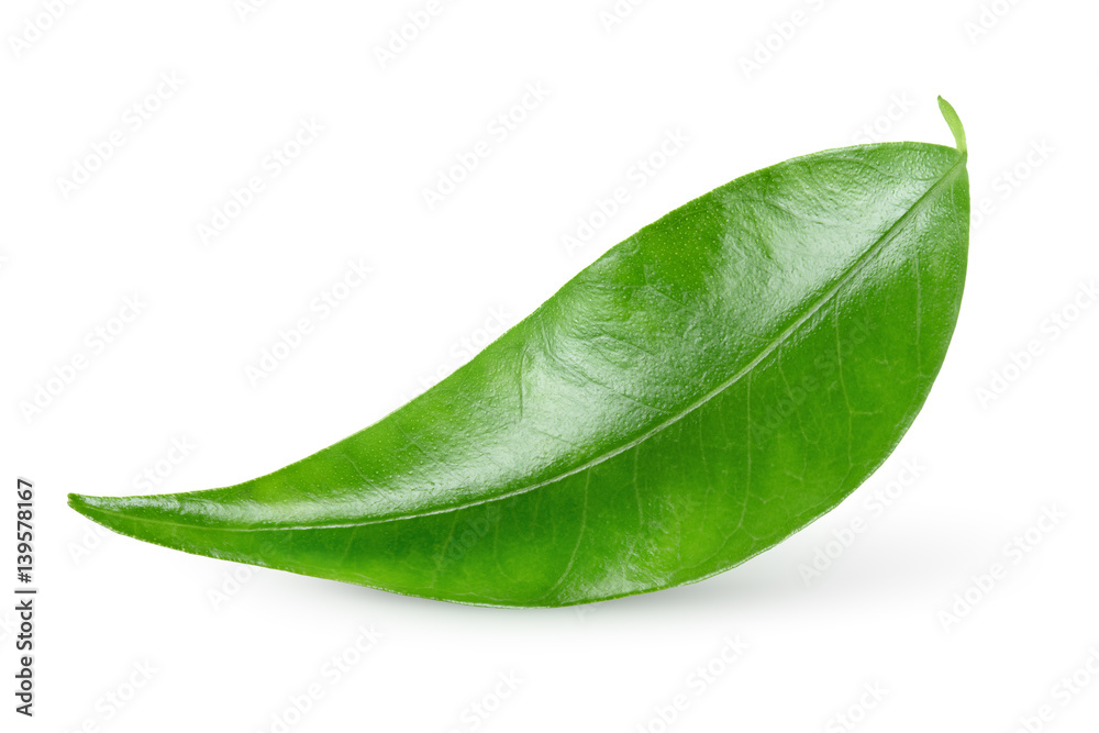Citrus leaf isolated on white background. Full depth of field. Stock ...