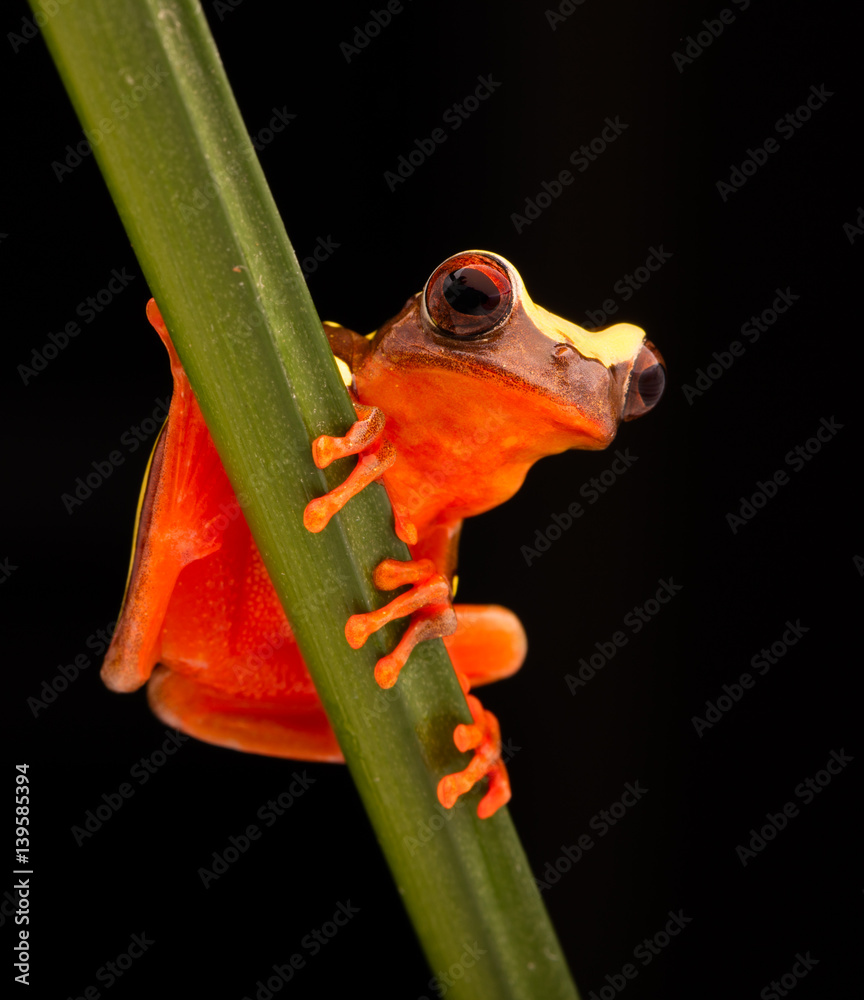 Leaf or tree frog, Dendropsophus leucophyllatus. Treefrog with vibrant ...