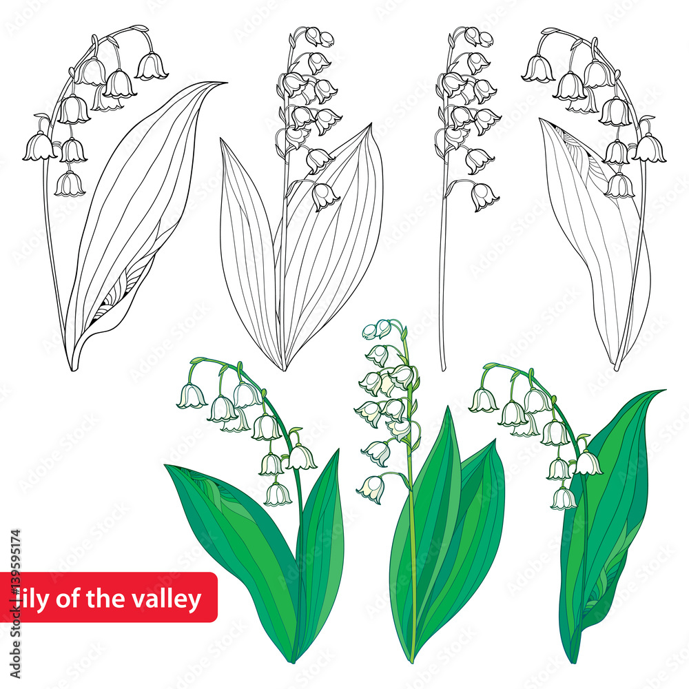 Vector set with outline Lily of the valley or Convallaria flowers and ...