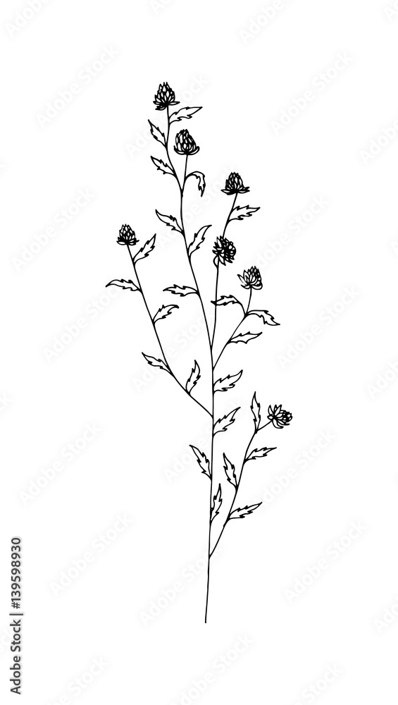 Outline of herb. Wild flower. Sketch style vector. Hand drawn weed ...