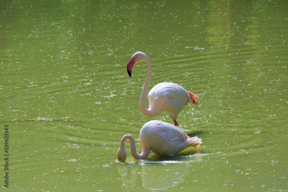 flamingos looking for prey in the river Stock Photo | Adobe Stock