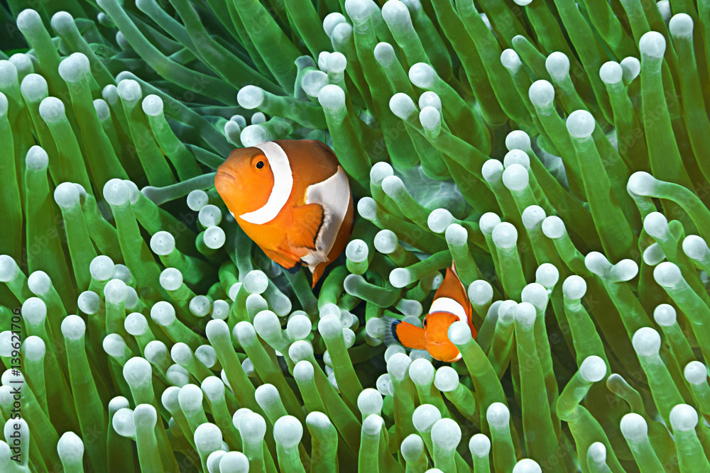 Poster Clownfish family, Amphiprion ocellaris, hiding in host sea anemone Heteractis magnifica ...