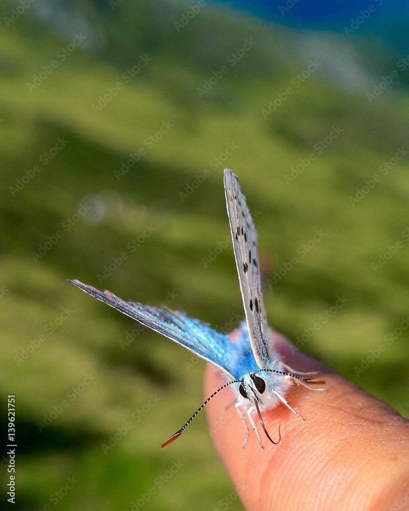 Papillon macro Stock Photo | Adobe Stock