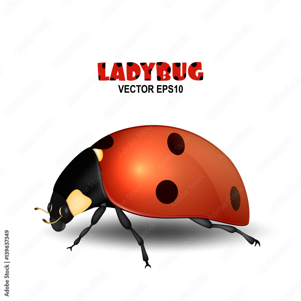 Vector close-up realistic ladybug insect icon isolated on white ...