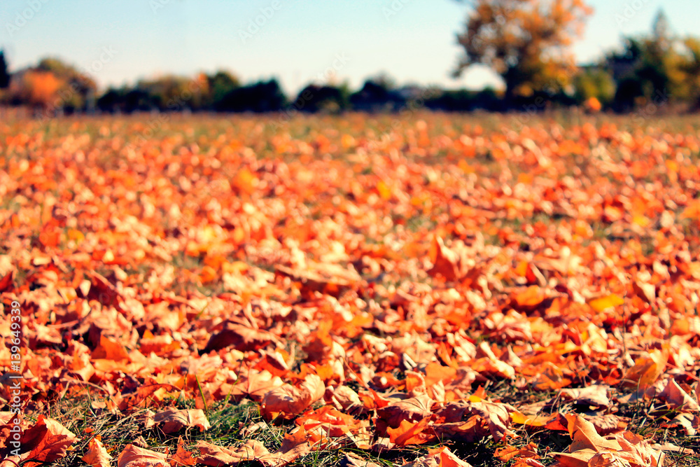Autumn leaves on the football field of the school Stock Photo | Adobe Stock
