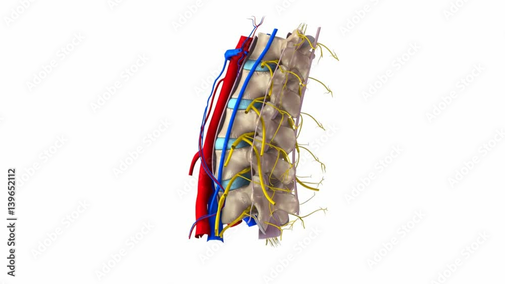 Lumbar spine with Ligaments, arteries, nerves and veins Stock Video ...