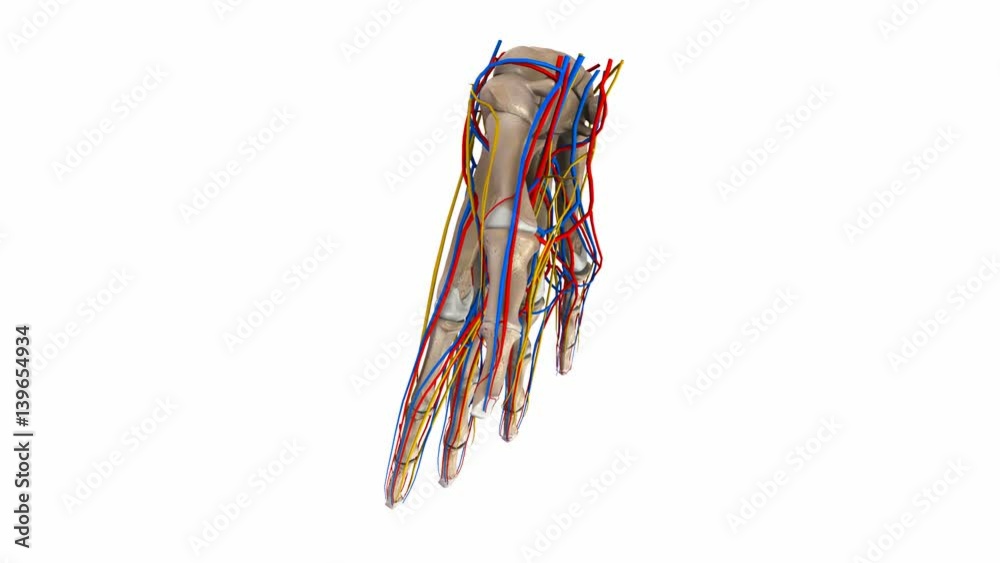 Palm with arteries, nerves, blood vessels and veins Stock Video | Adobe ...