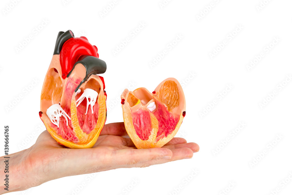 Hand with human heart model on white background Stock Photo | Adobe Stock