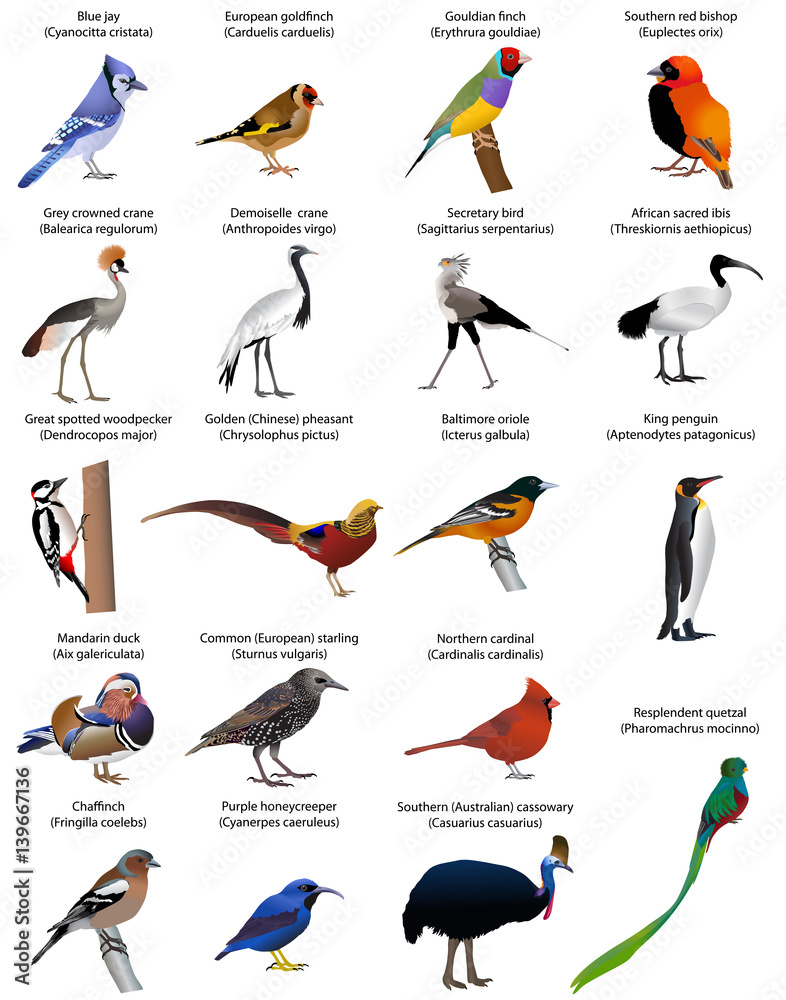 Species Of Birds