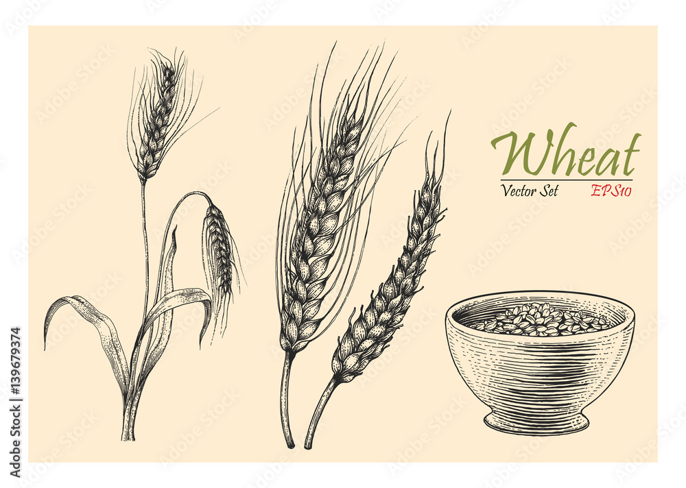 Wheat vector set hand drawing vintage style Stock Vector | Adobe Stock