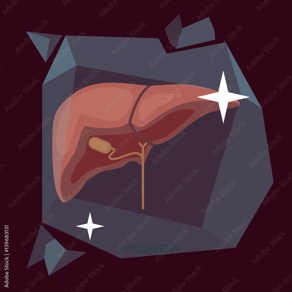 Liver vector illustration Stock Vector | Adobe Stock