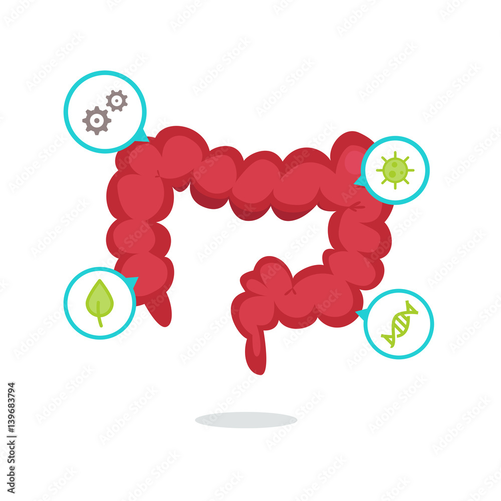 Large intestine vector illustration Stock Vector | Adobe Stock