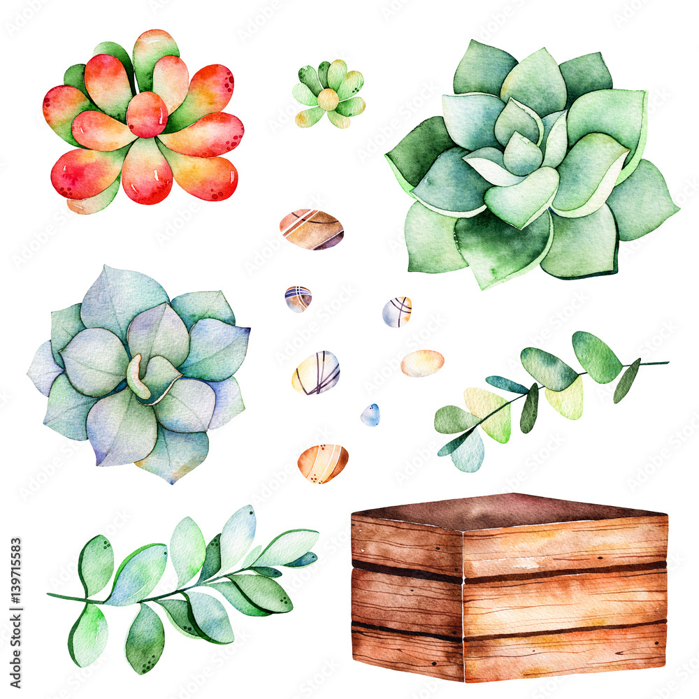 Watercolor collection with succulents plants,pebble stones, branche ...