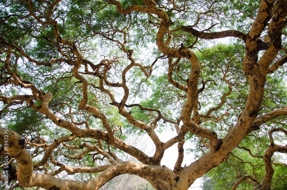 Twisted branches of acacia tree Vachellia leucophloea in Myanmar Stock ...