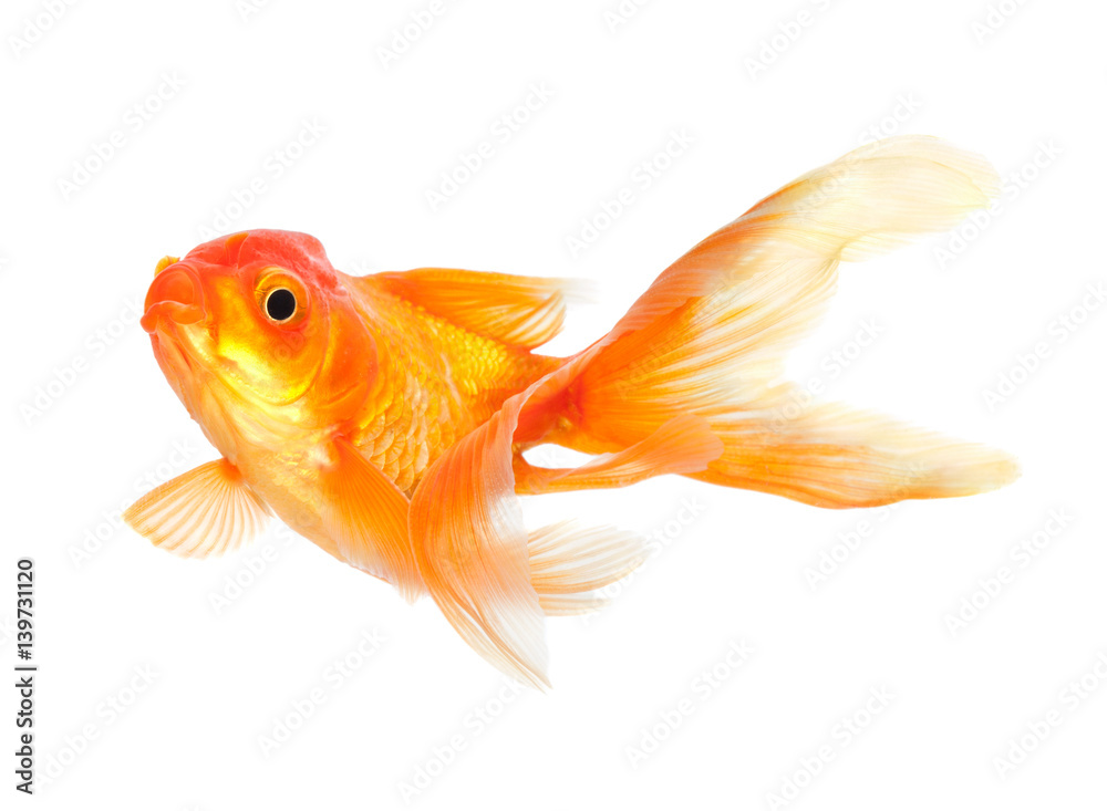 Goldfish isolated on white background Stock Photo | Adobe Stock