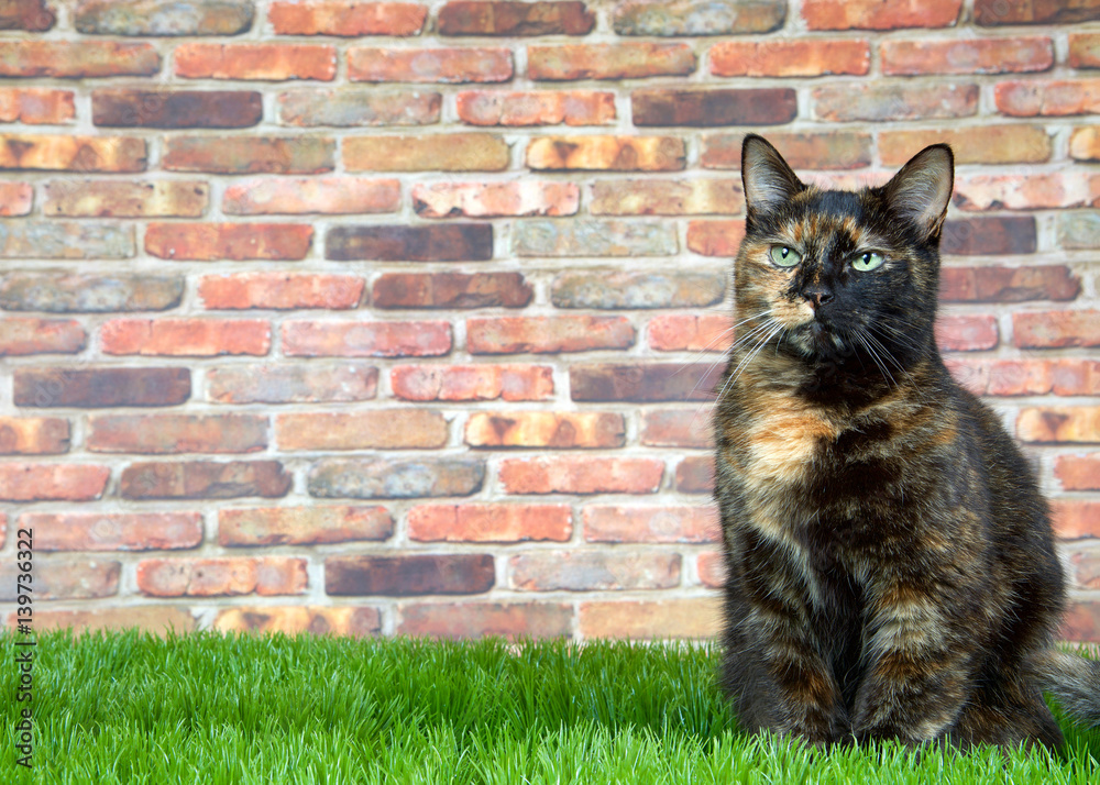 Tortoiseshell Tortie cat laying on grass by brick wall. Tortoiseshell ...
