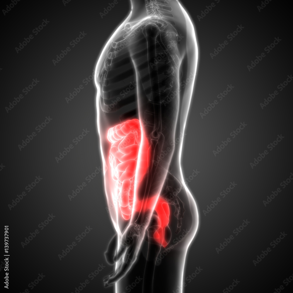 Human Digestive system Anatomy (Large and Small Intestine) Lateral view ...