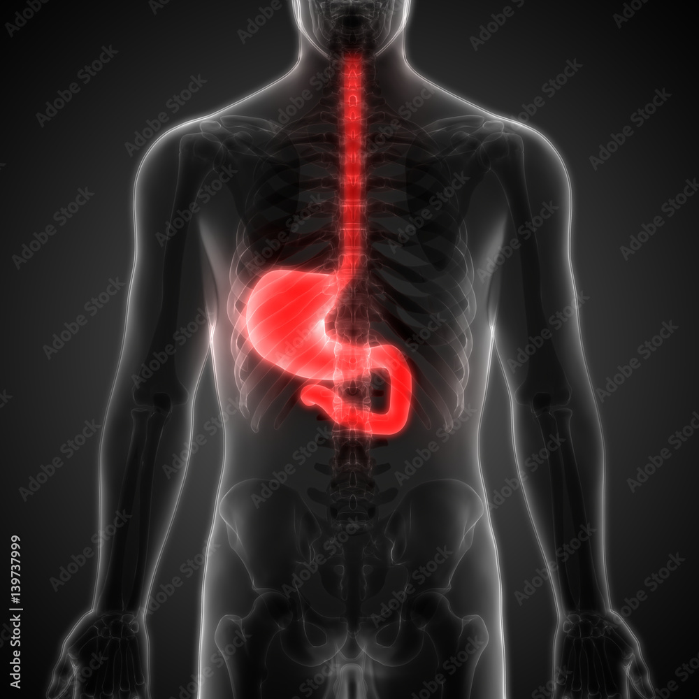 Human Digestive system Anatomy (Stomach) Posterior view Stock ...