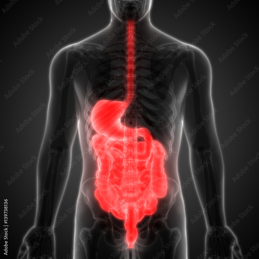 Human Digestive system Anatomy Posterior view Stock Illustration ...