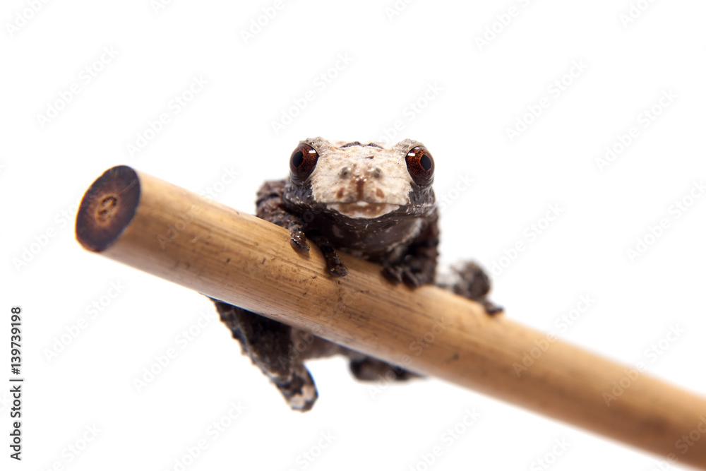 Asian bird poop frog, Theloderma albopunctata, on white Stock Photo ...