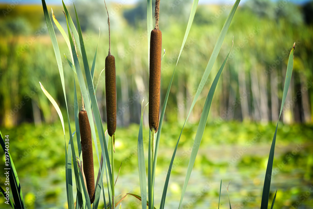 wetland-plant Typha latifolia, the Broadleaf cattail - from the cattail ...