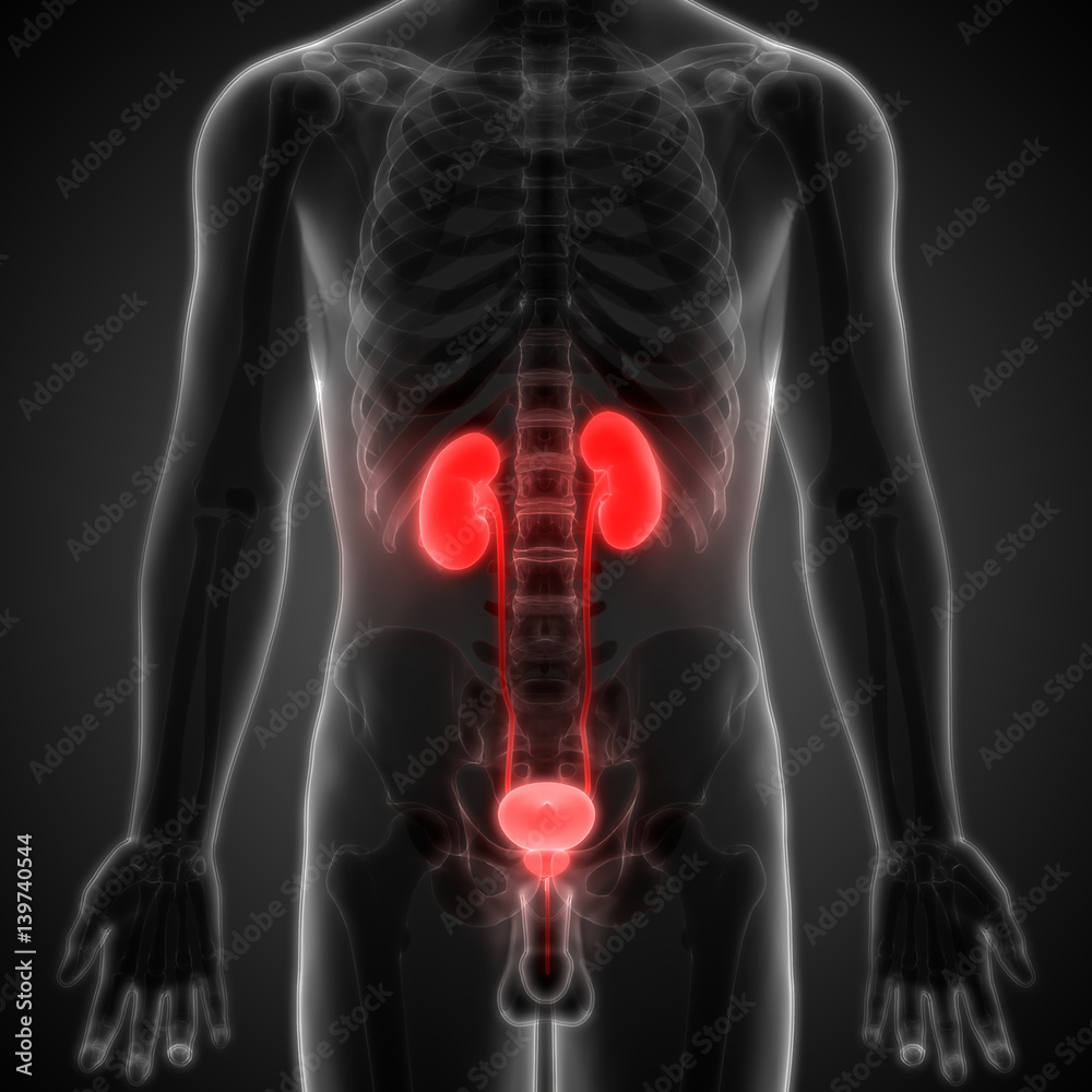 Human Body Organs Anatomy (Kidneys with Urinary Bladder) Anterior view ...